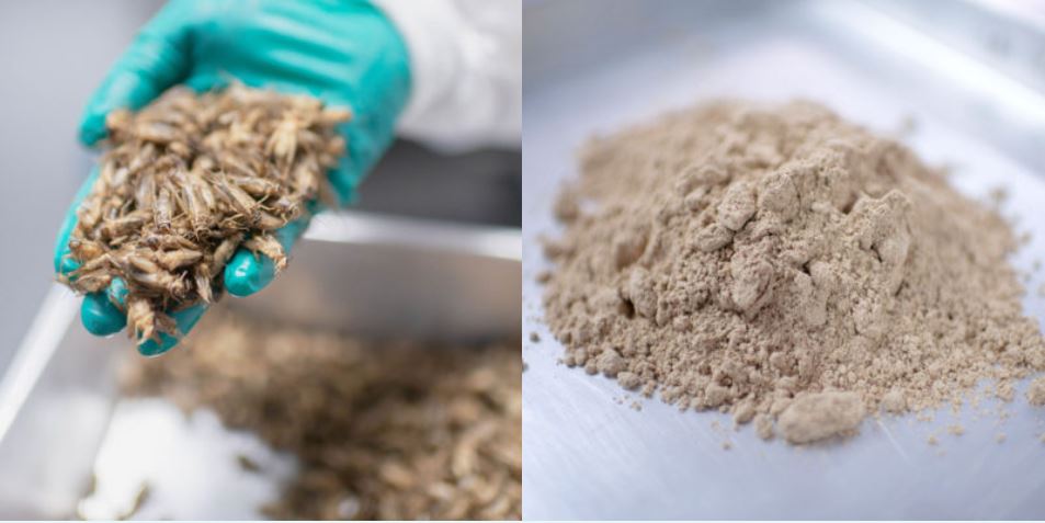 Kuidas tehakse kilgijahu? – Greenbite